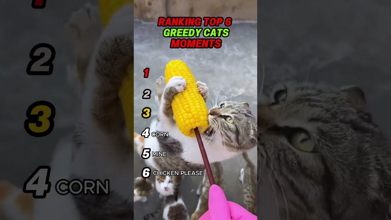 Ranking Greedy Cat Moments