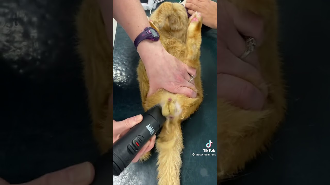 Prepping for a cat neuter #cat #shorts