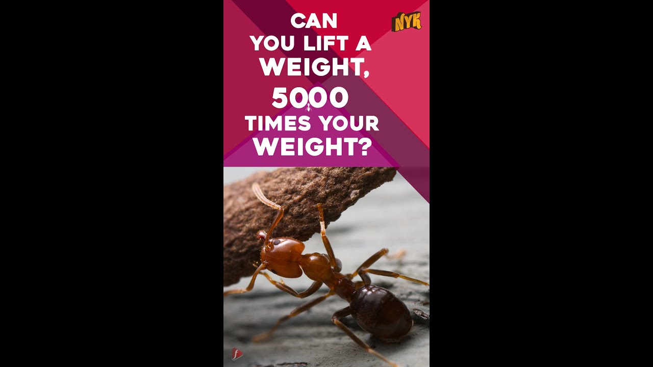 What Do You Know The Antics of Ants?