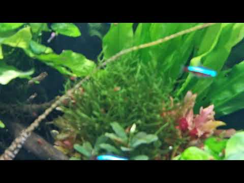 Juwel Rio 125 low tech shrimp