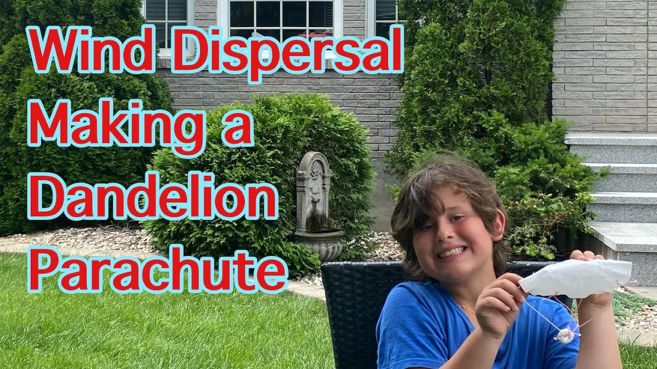 Dandelion Wind Dispersal Experiment