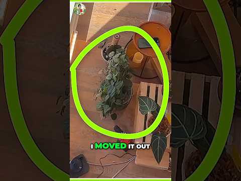 Plant Owner Fails! Root-Bound & Dark Secrets REVEALED!