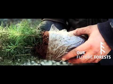 The Story of BC Wood