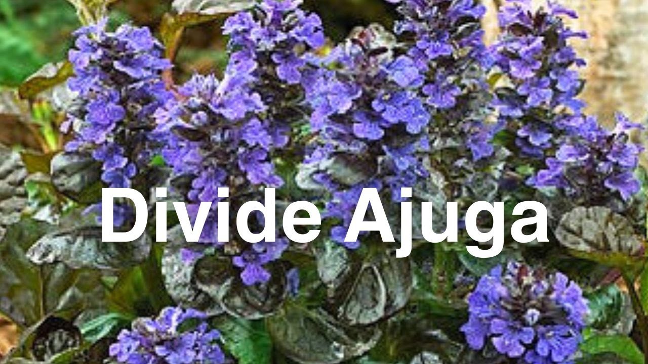 How To Divide Ajuga Bugleweed Groundcover || Budget Gardening