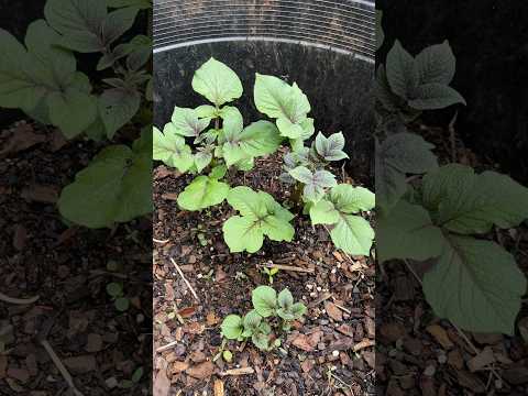 How to Grow #Potatoes in Containers | #Gardening for #Beginners | #farming #tips