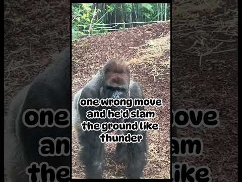 No One Could Fist Fight Harambe π¦ | The Gorilla That Shook the World #shorts