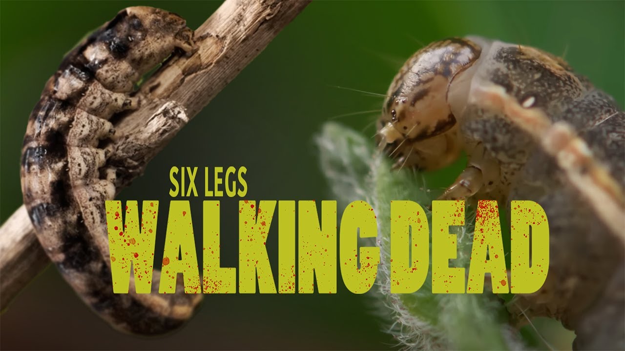 Death March of the Zombie Caterpillars.