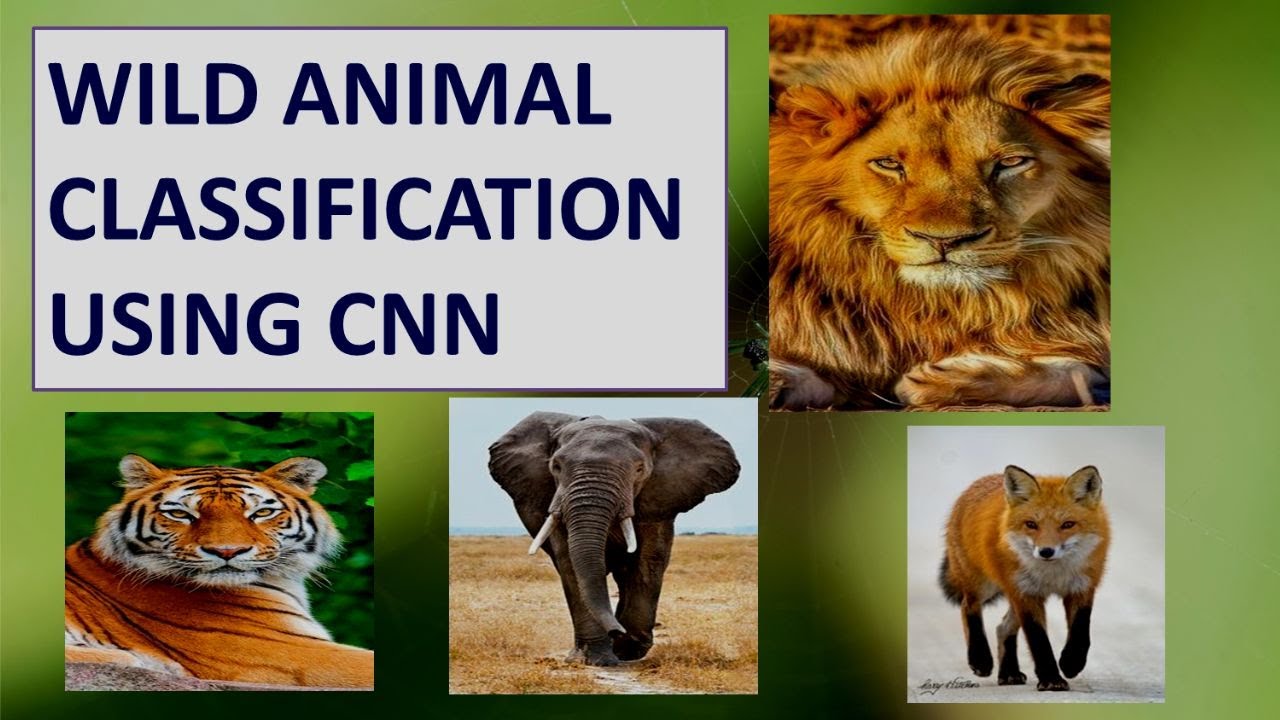 Wild Animal Detection Using CNN | Deep Learning | Python | DHS