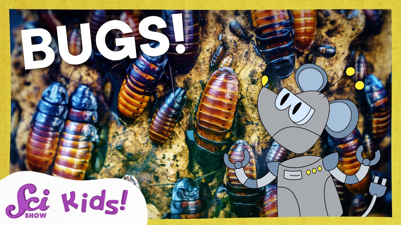 Respect the Insect! | SciShow Kids Compilation