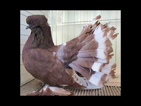 Indian Fantail red and Mirror tail red, 100th Swiss Pigeon Show 2022