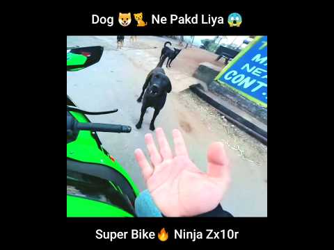 Dog 🐶🐈Ne Pakd Liya😱| Super Bike | Ninja Zx10r |Video by @aamir__majid