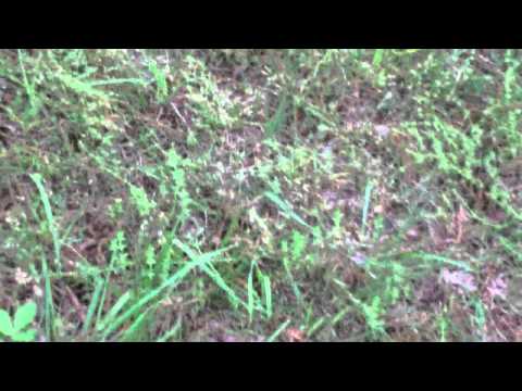 Cicadas, Brood XIX, northern Chatham Co, NC, pt. 1