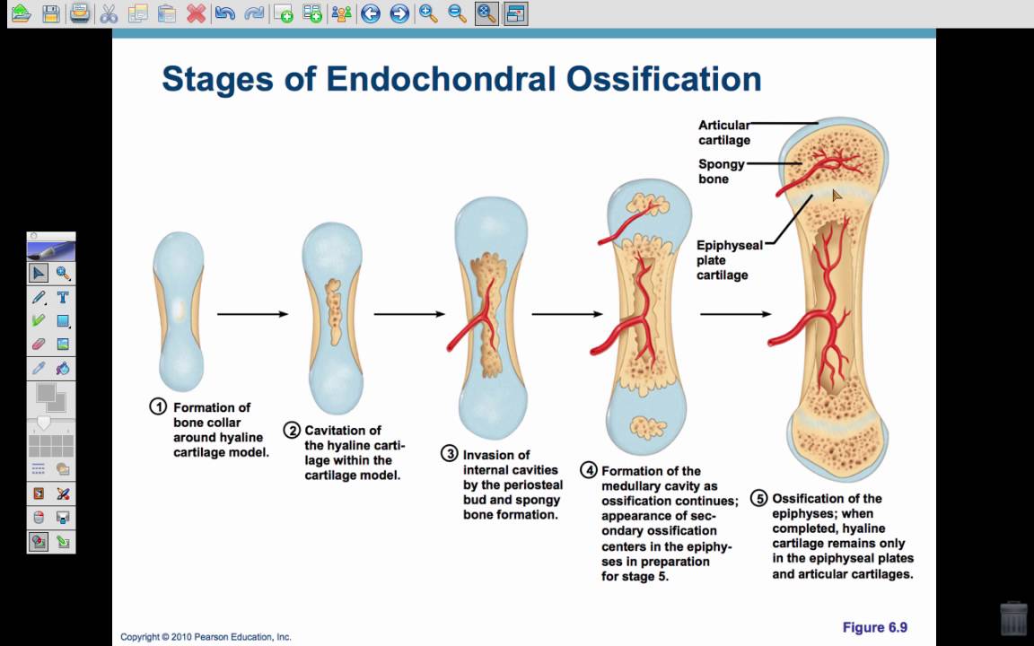 ch_06_lecture_outline_ab 04 pdf s2016 05 bone dev