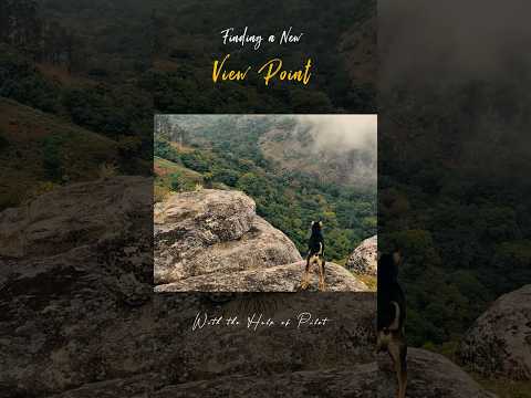 Dog vs Wild | Finding a New View Point #shorts #viewpoint #explore #forest #viral