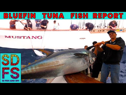 Bluefin Tuna Current Video Fish Report | Southern California San Diego Sportfishing | June 2021
