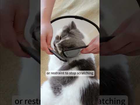 😾How to Trim the Nails of a "Difficult" Cat?