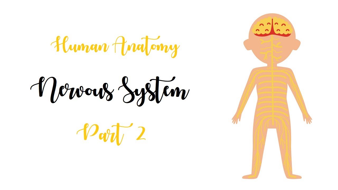 Anatomy: Nervous System - Part 2 (0259)