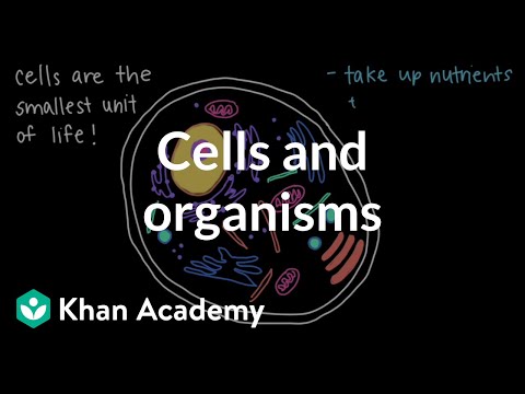 Cells and organisms (video) | Khan Academy