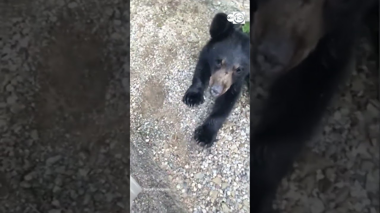 A Pennsylvania park ranger came to the rescue of this bear cub who got head stuck in container