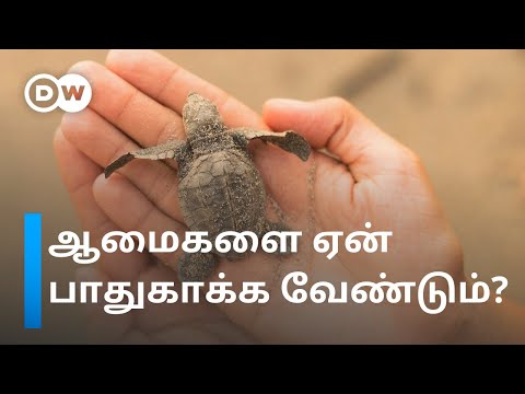 Sea Turtle Conservation - இந்தியாவிற்கே வழிகாட்டும் தமிழ்நாடு! ஆமைகளை பாதுகாக்கும் பெண் | DW Tamil