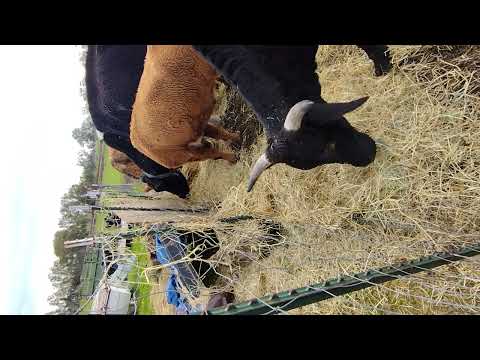 Farm 🥩 steakholder capitalism Klaus Schwabism in question⁉️ Global farm tax cattle lead to harm...