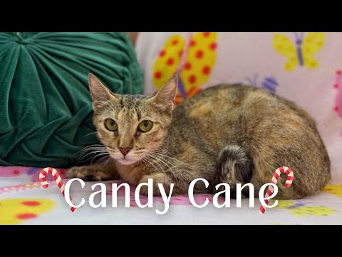 Cat for adoption - Candy Cane Candy, a Domestic Short Hair & Torbie Mix ...