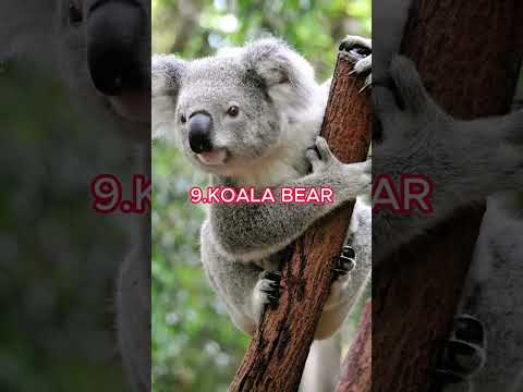 TOP 10 MOST SLOWEST ANIMALS IN THE WORLD #top10