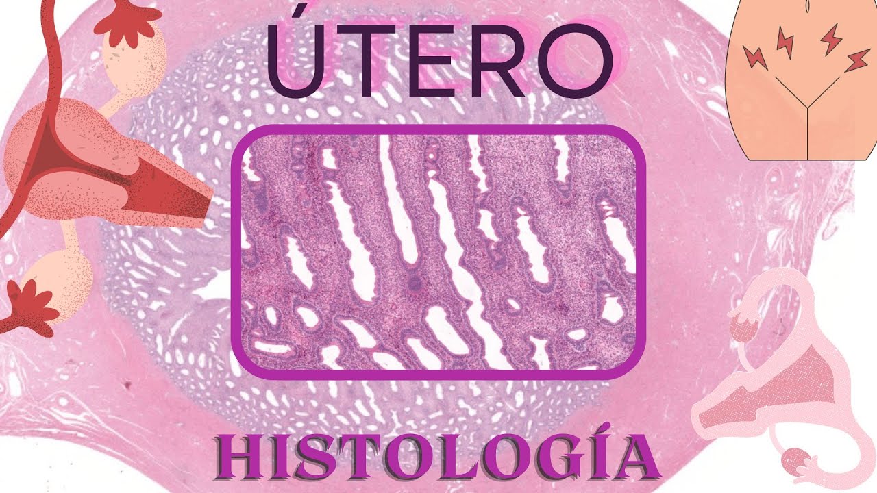 Histología de Útero