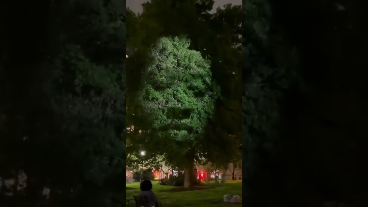 Tree projection What are your thoughts ?