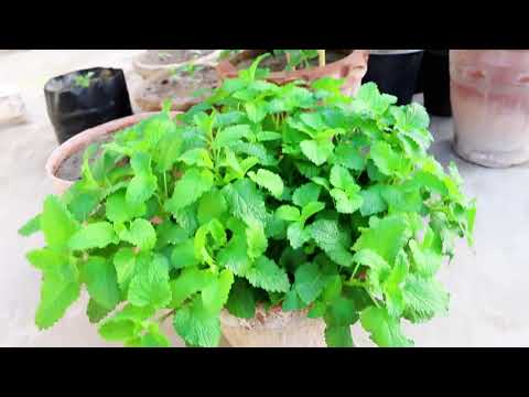 Gamlon ma Lemon balm herb aur us ki care | Urdu/Hindi