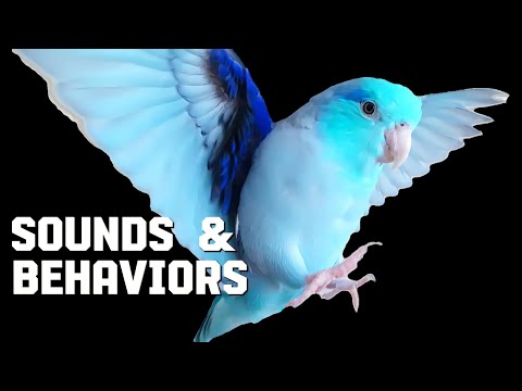 Parrotlets As Pets ✨️ Forpus Parrot Body Language Sounds & Behavior Meanings Wiggle Neck
