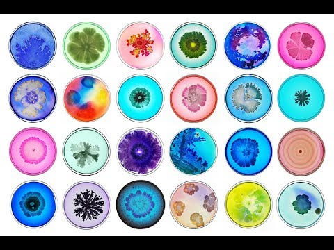 Microbiology of Antigenic Composition of Bacteria