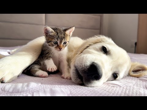 A Dog’s Furry Wake-up Call – Lee Duigon