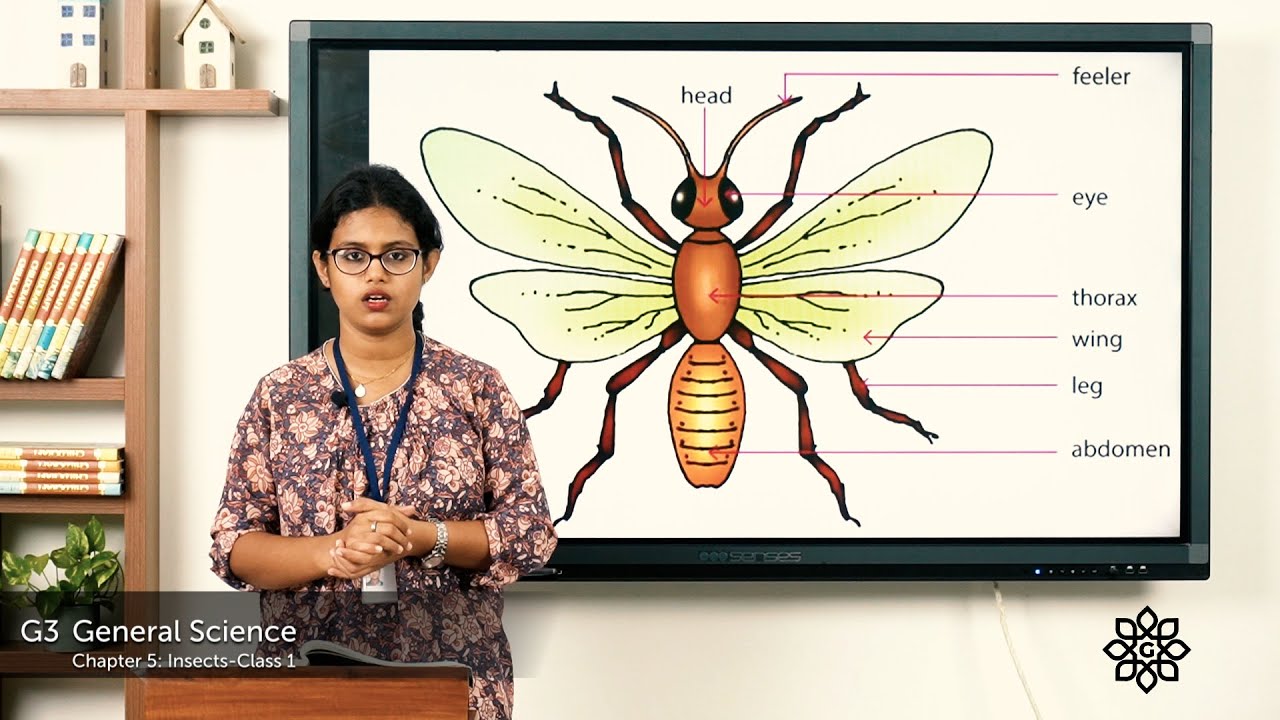 Grade 3 General Science Chapter 5 Class 1 Body parts of a Insect