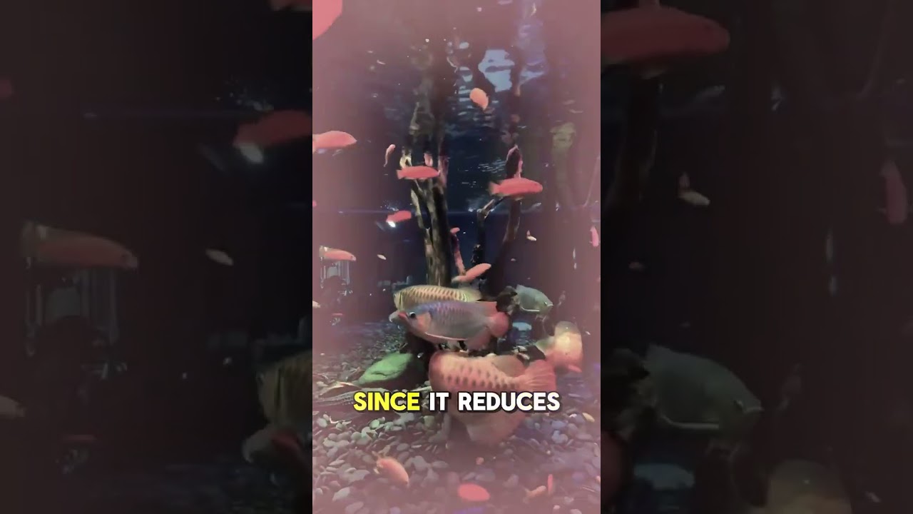 Your fish NEED this!🐠✨