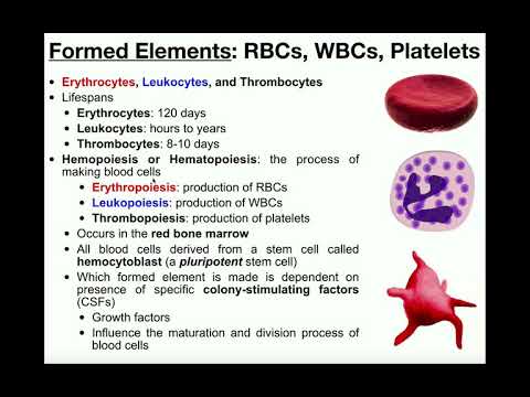 Anatomy | Basics of the Formed Elements: RBCs, WBCs, & Platelets
