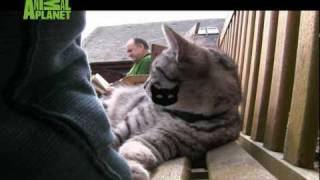 Desperate House Cats - guarda la serie in streaming