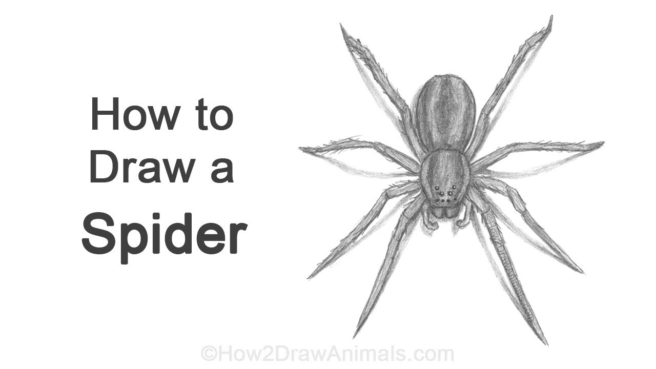 How to Draw a Wolf Spider