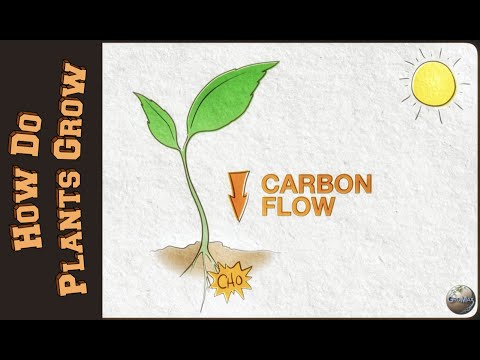 How Do Plants Grow