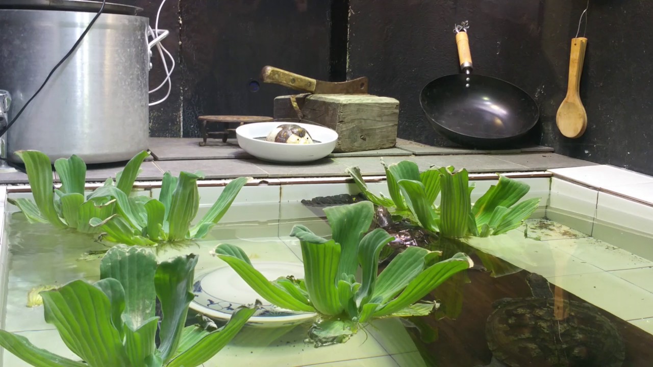 THE AMAZING ANNA LEAF TURTLE