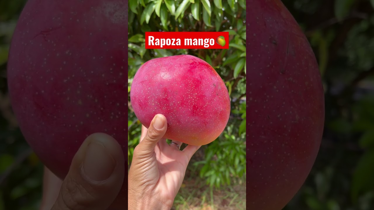 Not many mangos this summer so these few beauties are really savored🤤🥭🧡
