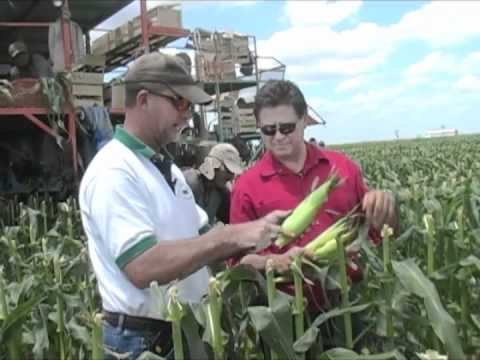 Super Sweet Florida Corn