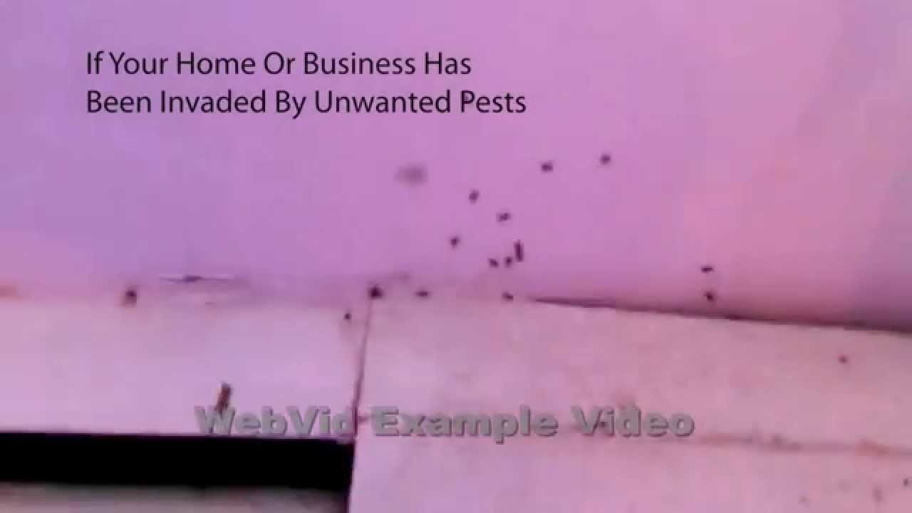 Pest Control Template Video