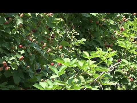 Ozarks blackberry crop expected to be plentiful