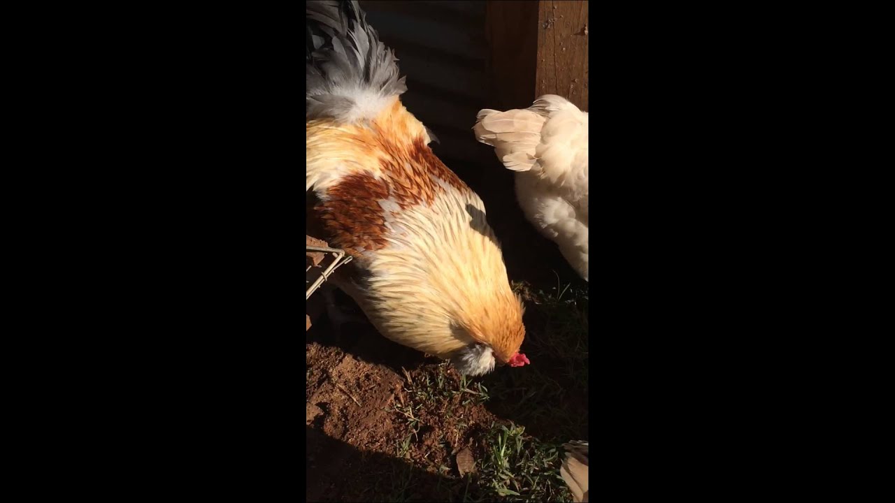 Blue wheaten ( project ) Ameraucana