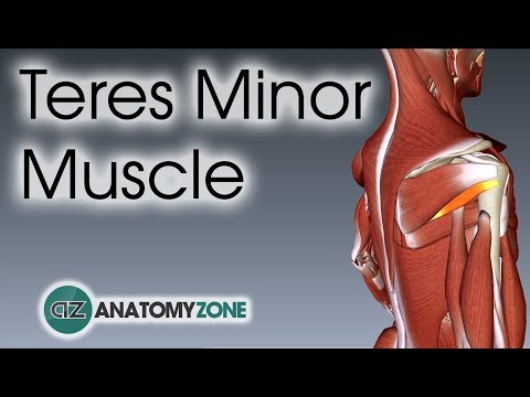 Teres Minor | Muscle Anatomy