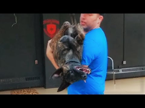 Bite Building in Play - DogTraining.World