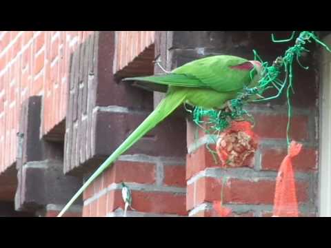 Dutch escapee Alexandrine parakeets | Dear Kitty. Some blog