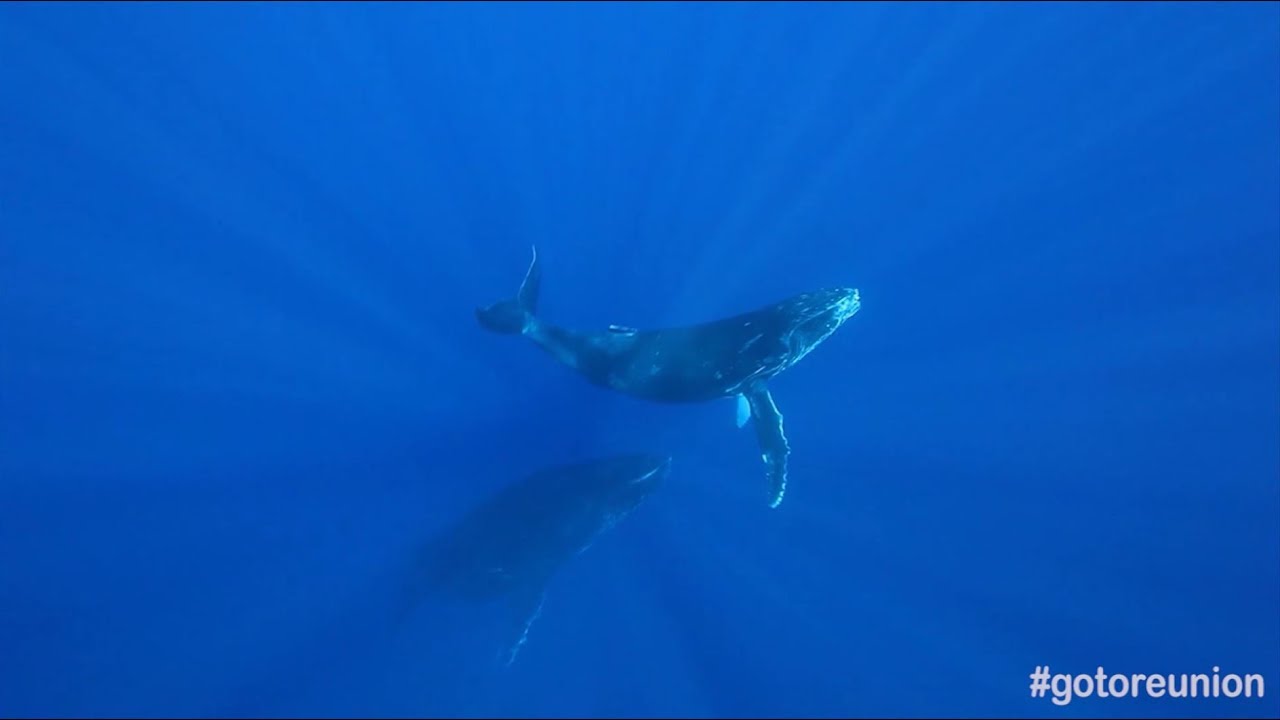 Le chant des baleines - île de La Réunion