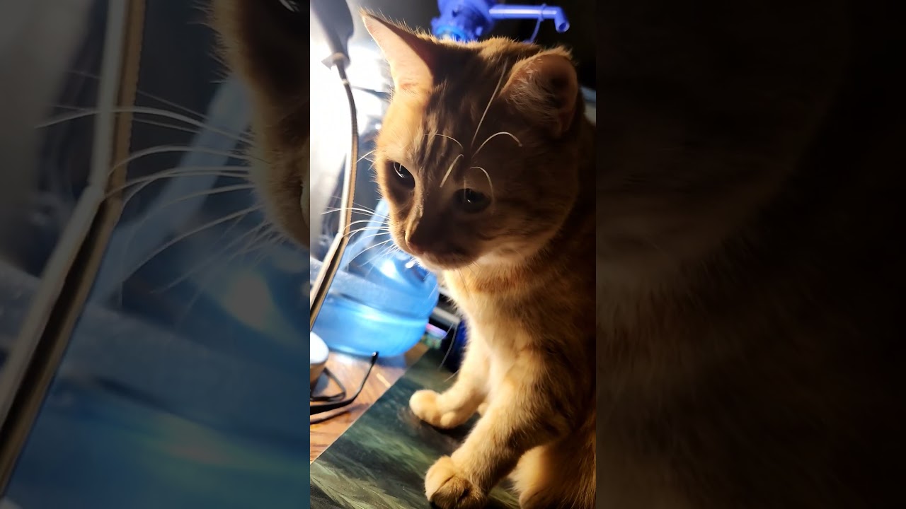 Orangecat got 30 seconds w/  the 1 braincell! #cat #crazycat #trending #catdad #orangecat #cutecat